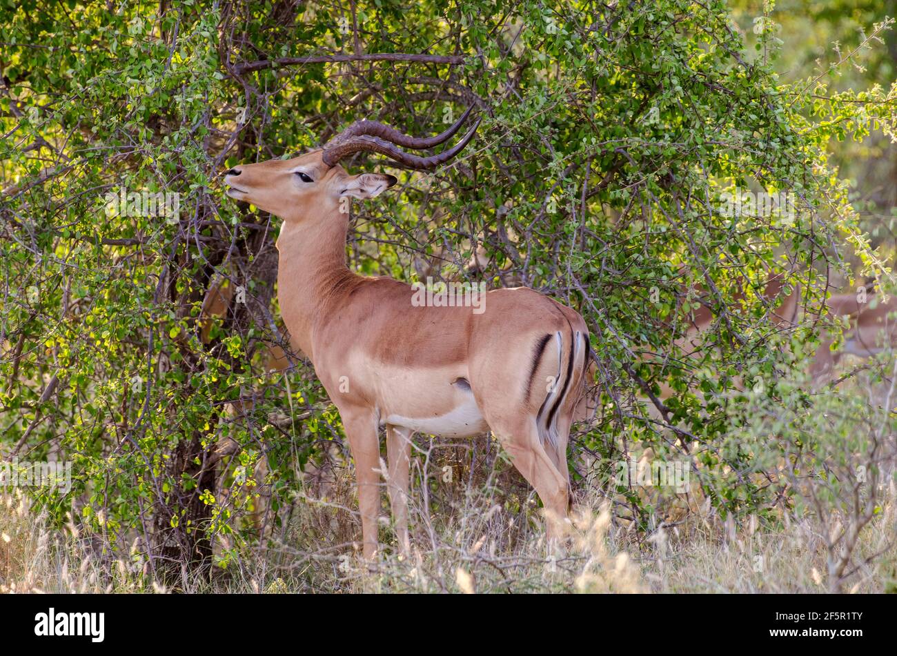Impala animal hi-res stock photography and images - Alamy