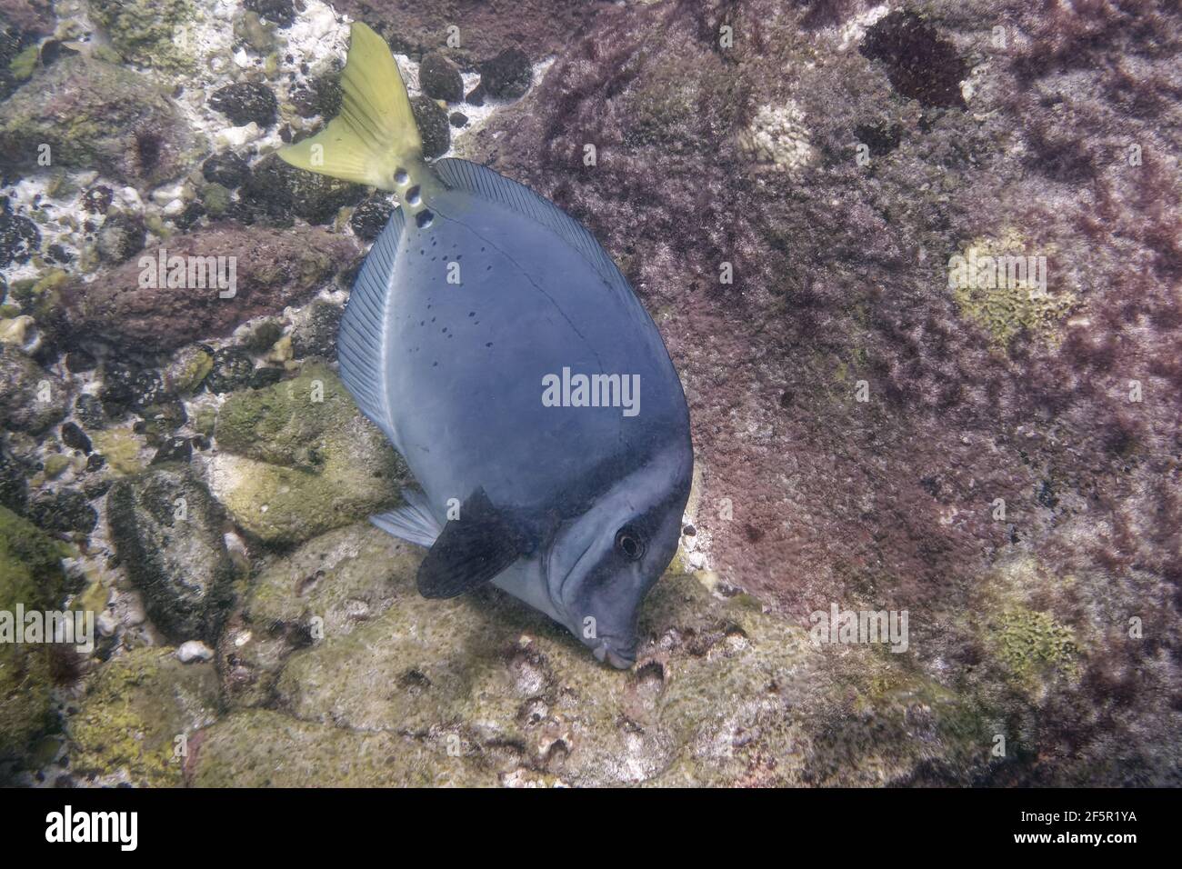 Prionurus laticlavius hi-res stock photography and images - Alamy