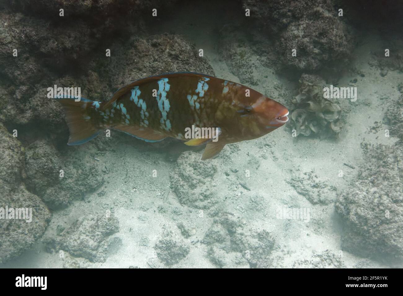 Blue-barred parrotfish (Scarus ghobban) - Galapagos Islands, Ecuador ...