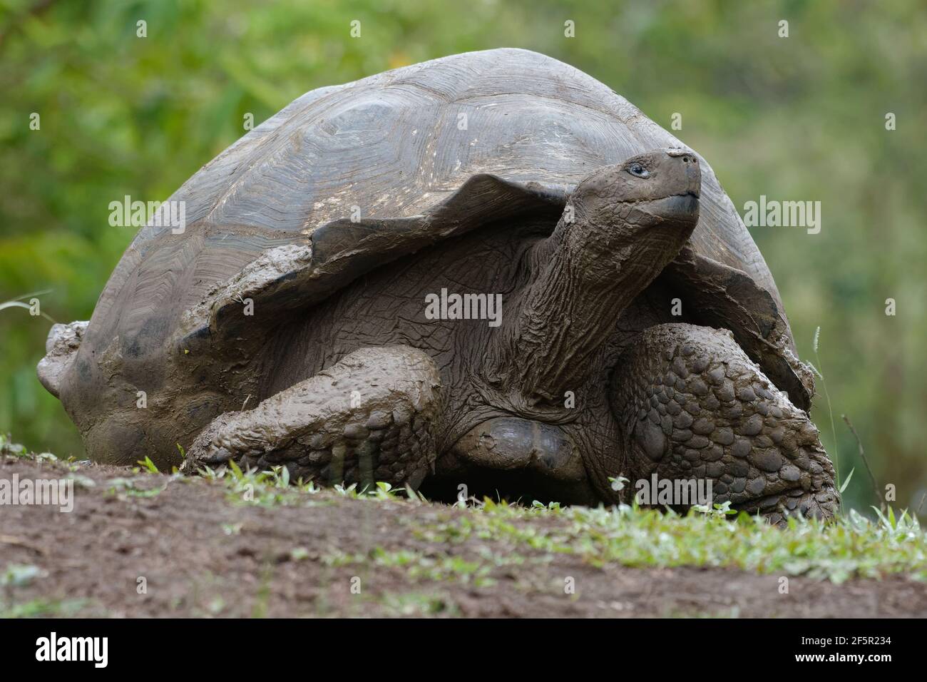 Galápagos giant tortoise (chelonoidis nigra) - Santa Cruz Island ...