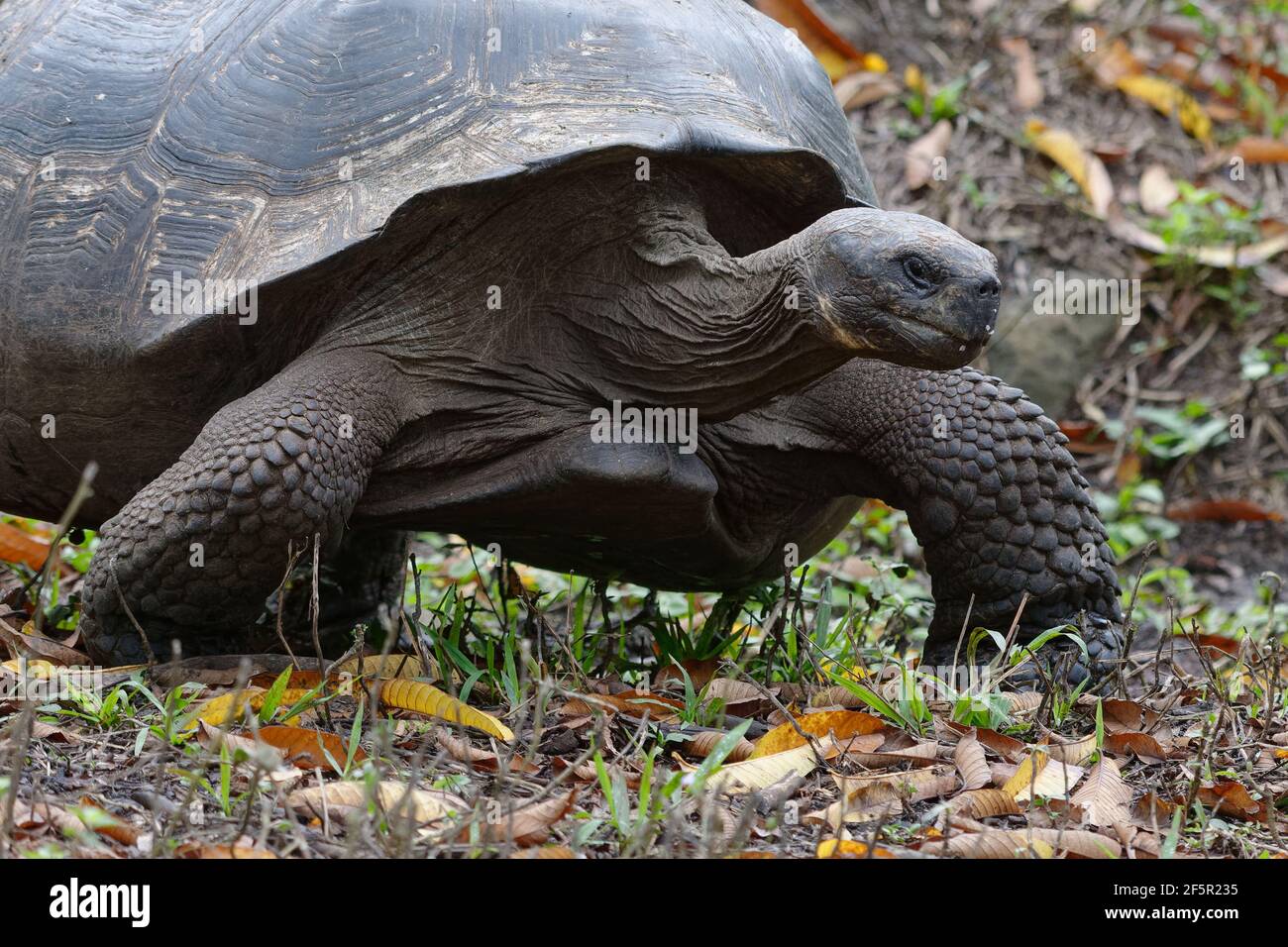 Galápagos giant tortoise (chelonoidis nigra) - Santa Cruz Island ...