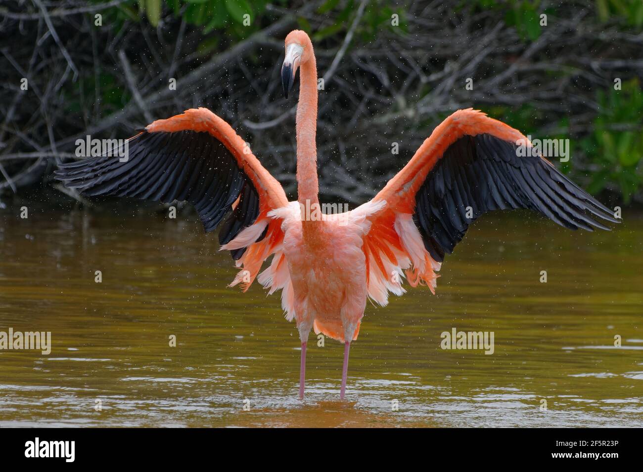 American flamingo (Phoenicopterus ruber) - Isabela Island, Galapagos ...