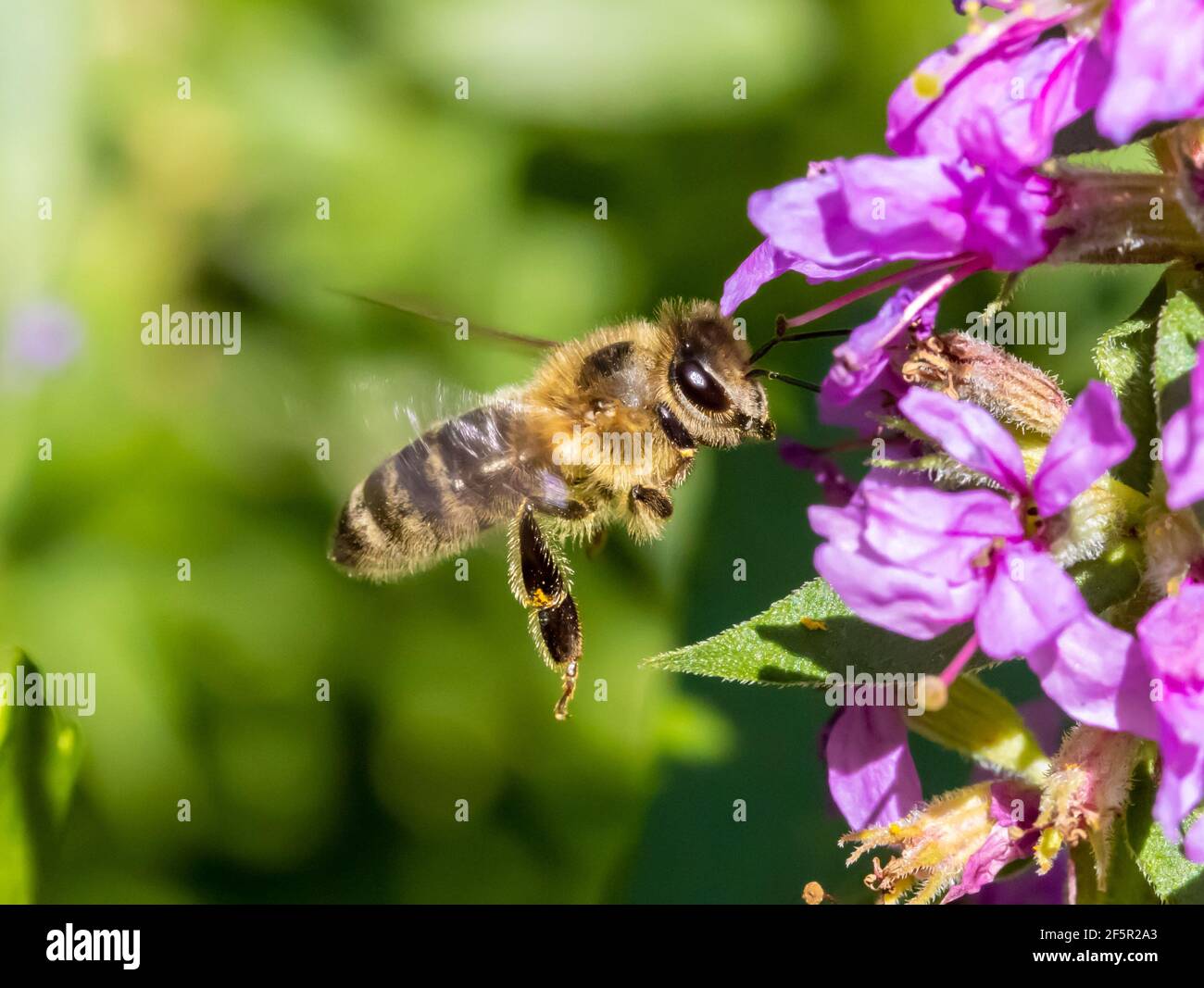 Close up bee flying around hi-res stock photography and images - Alamy