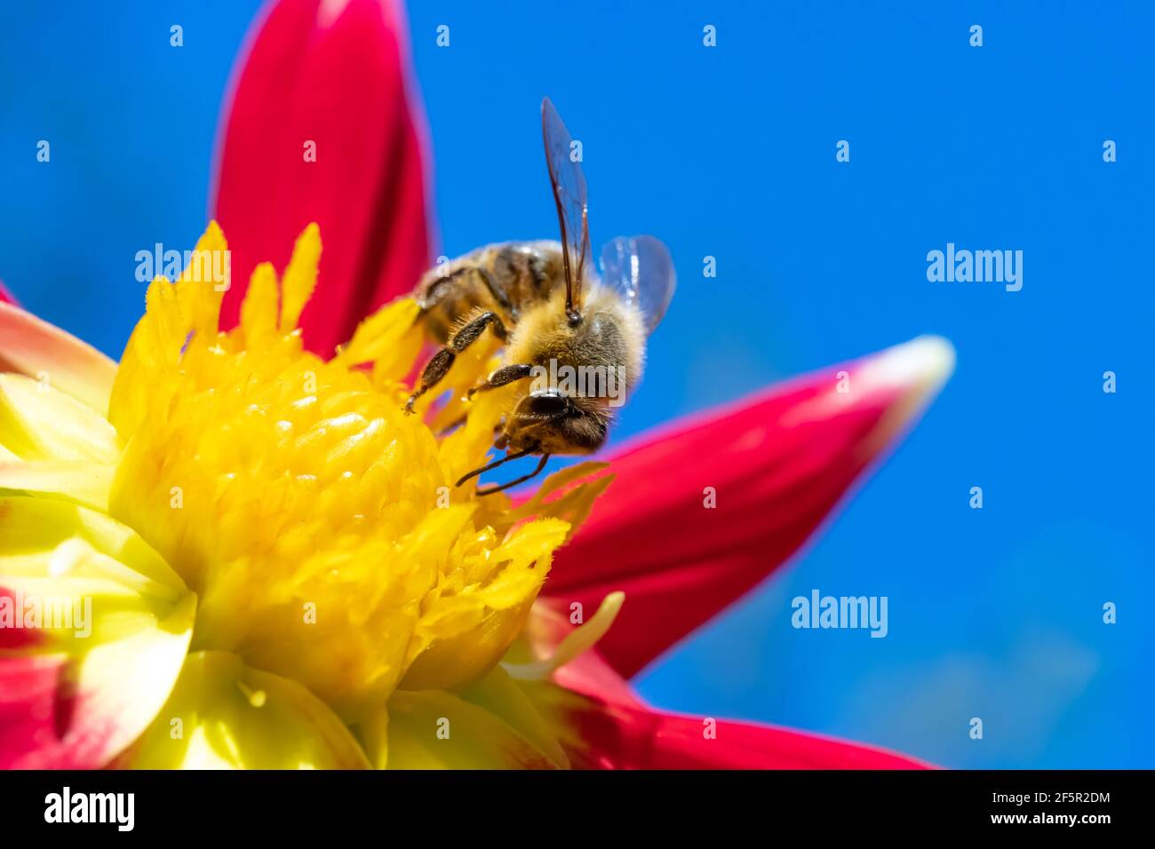 A honey bee collecting pollen at stamens in a flower. A bee working on ...
