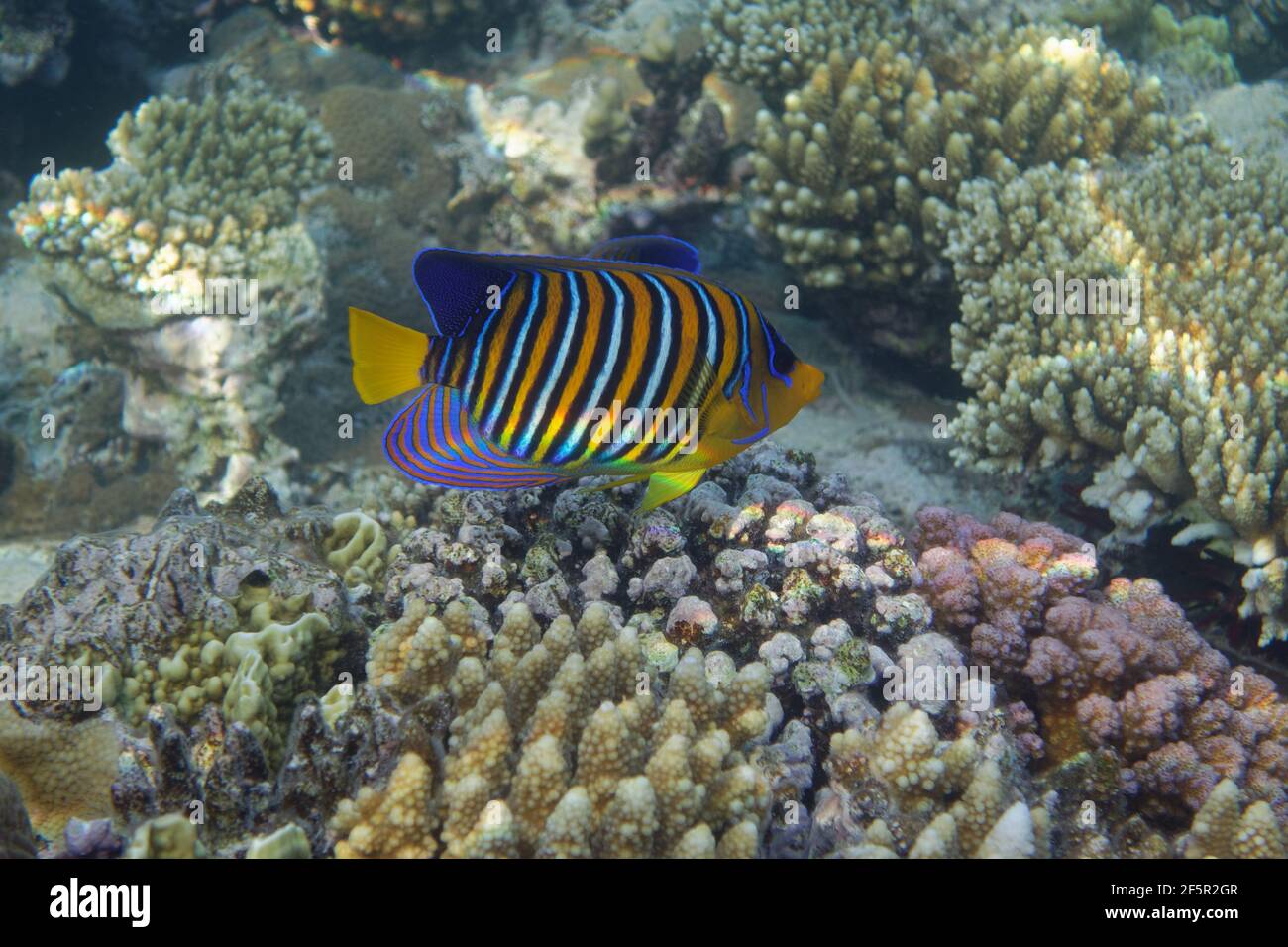 Royal angelfish (Pygoplites diacanthus) in Red Sea Stock Photo - Alamy
