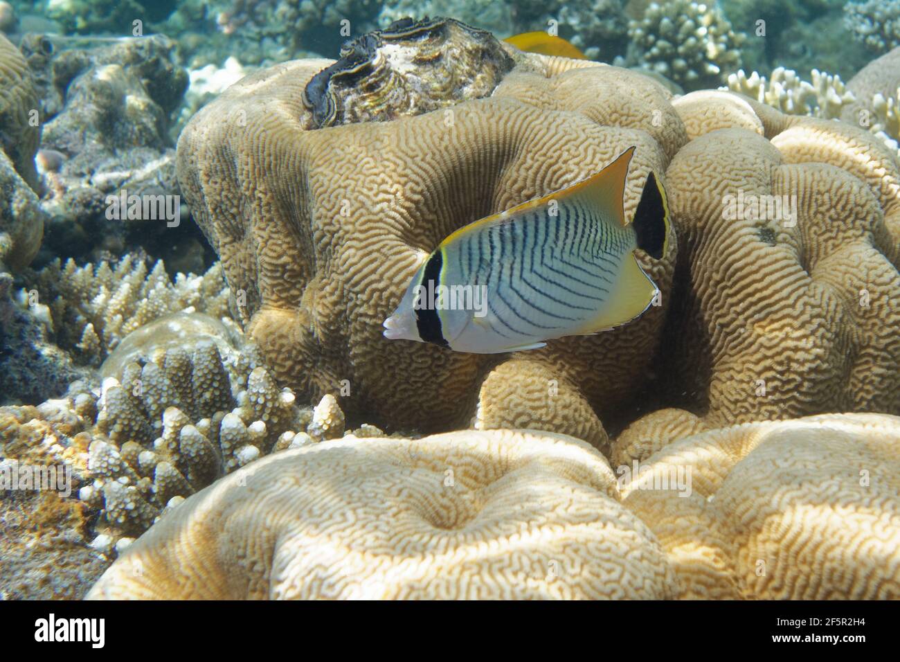 Chevroned butterflyfish hi-res stock photography and images - Alamy