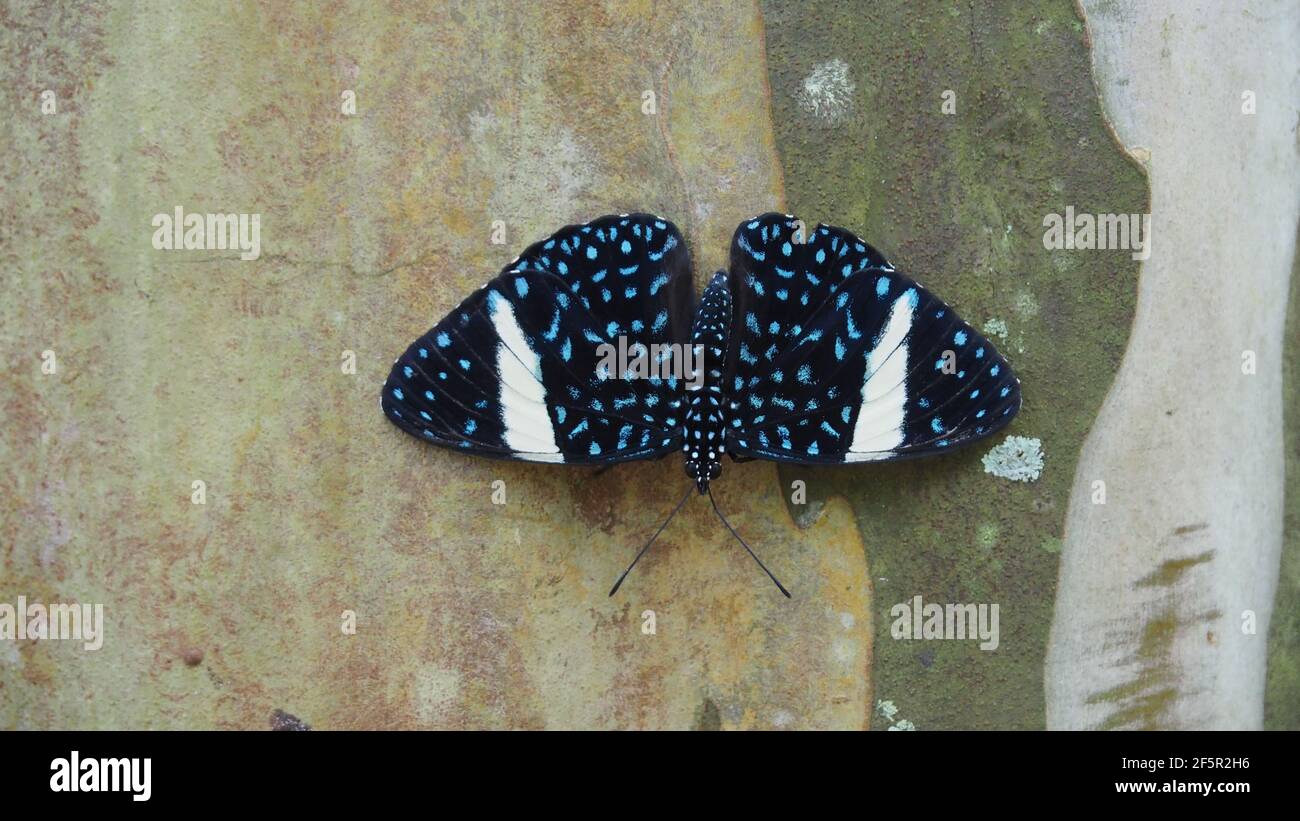 Blue spotted butterfly hi-res stock photography and images - Alamy