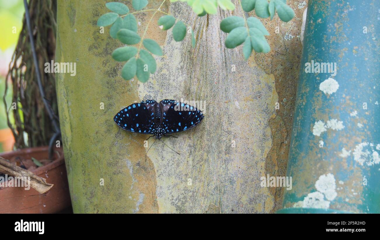 Spotted butterfly hi-res stock photography and images - Alamy
