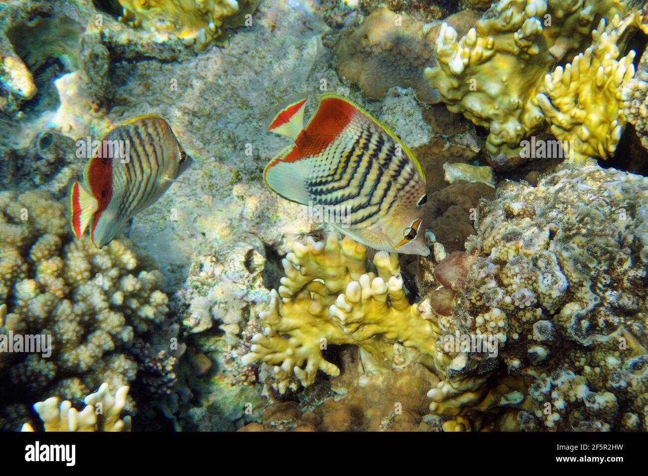Eritrean butterflyfish (Chaetodon paucifasciatus) in Red Sea Stock ...