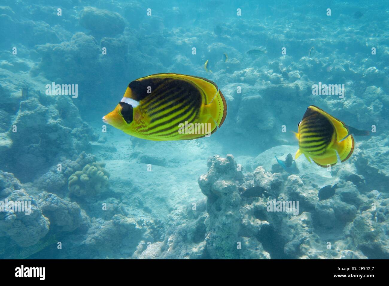 Diagonal butterflyfish (Chaetodon fasciatus) in Red Sea Stock Photo - Alamy