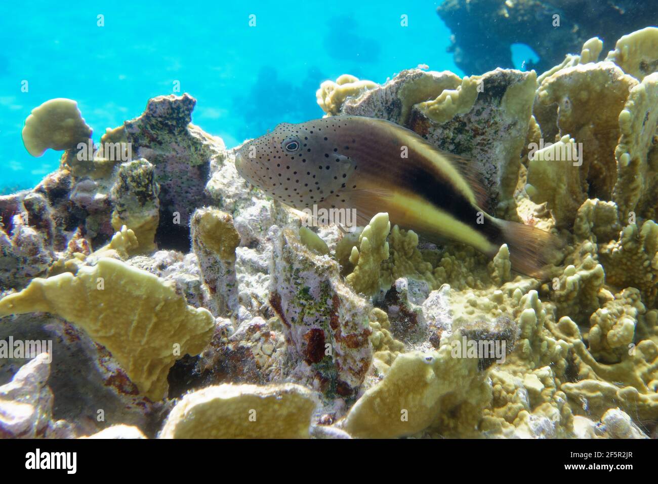 Black sided hawkfish hi-res stock photography and images - Alamy