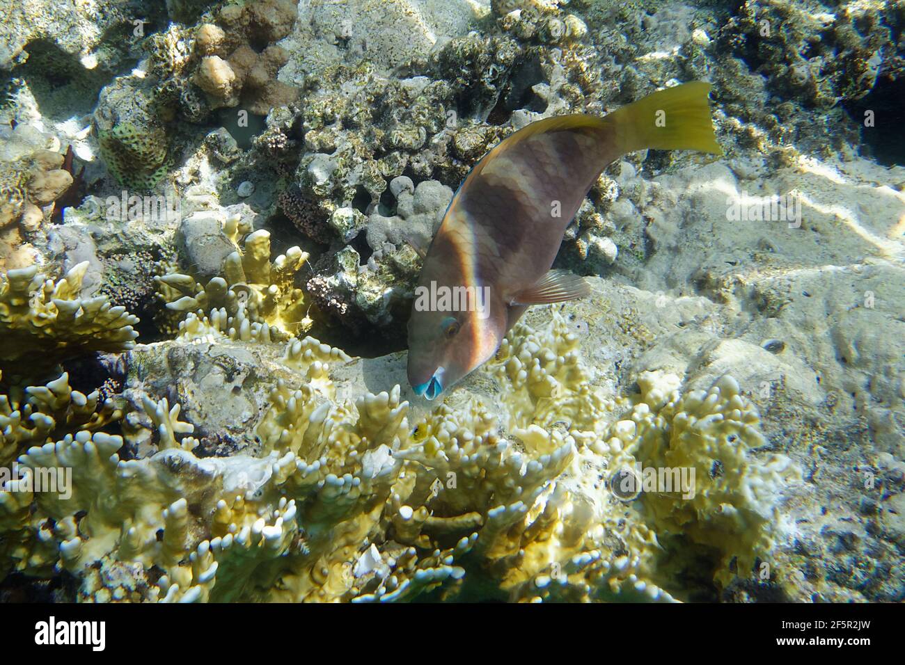 Female Rusty parrotfish (Scarus ferrugineus) in Red Sea Stock Photo - Alamy