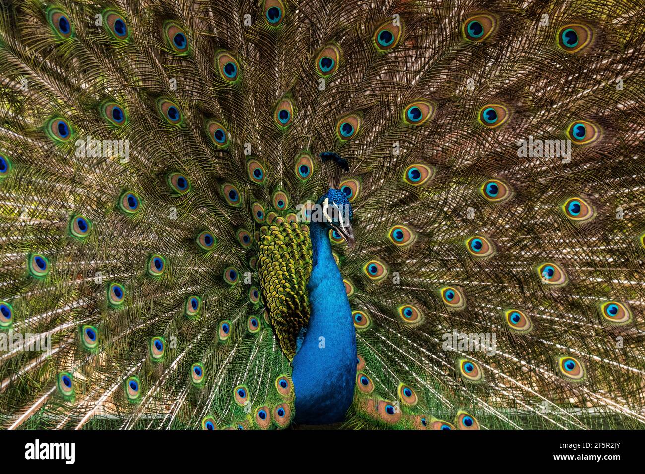 Large peacock hi-res stock photography and images - Alamy
