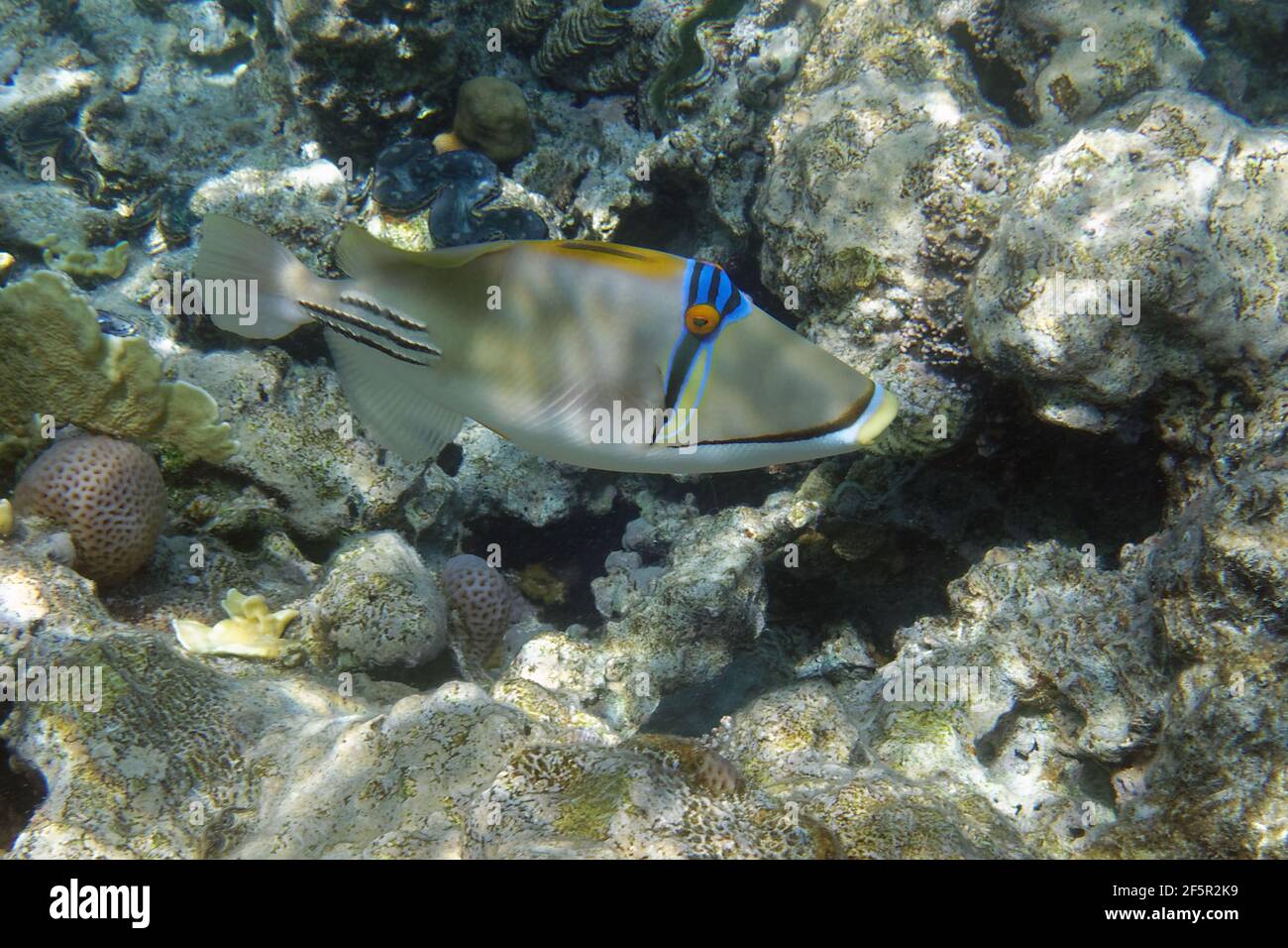 Picasso triggerfish or Arabian picassofish (Rhinecanthus assasi) in Red ...