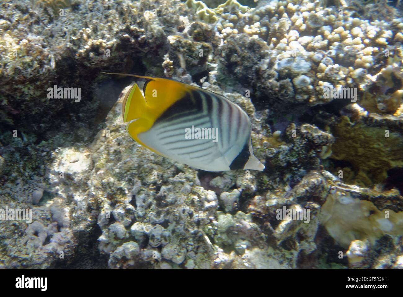Threadfin butterflyfish (Chaetodon auriga) in Red Sea Stock Photo - Alamy