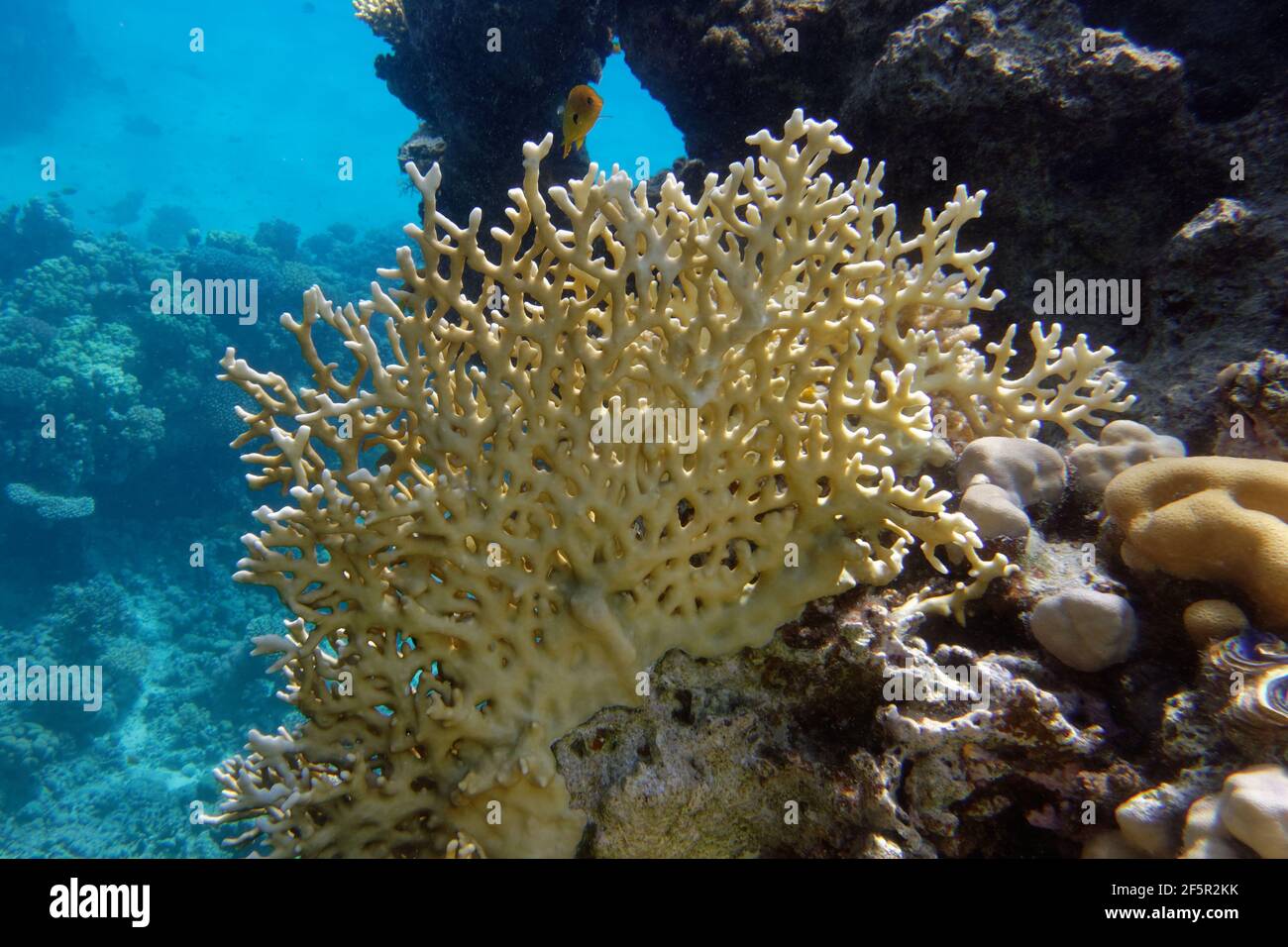 Net fire coral (Millepora dichotoma) in Red Sea Stock Photo - Alamy