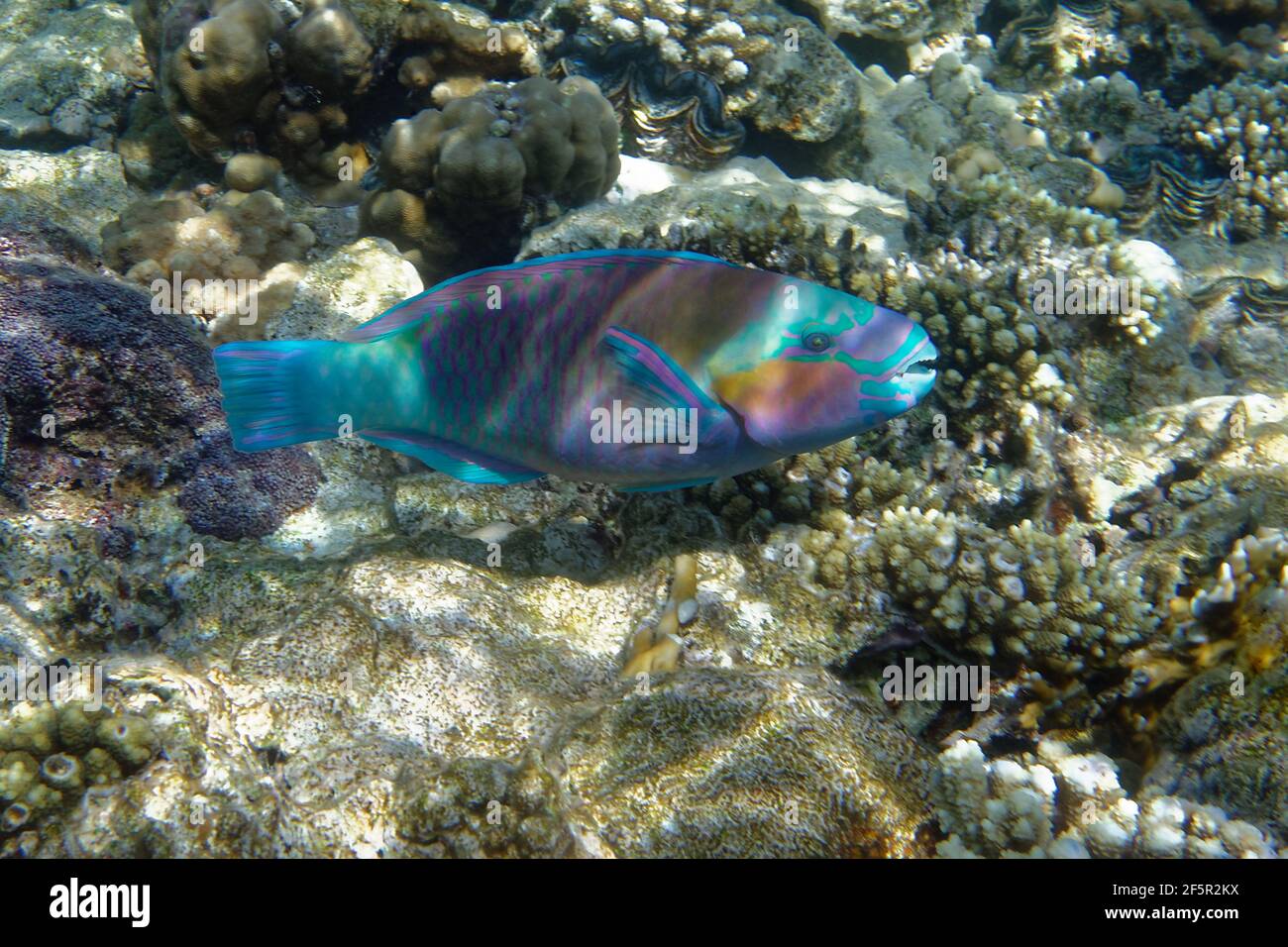 Daisy parrotfish or Bullethead parrotfish (Chlorurus sordidus) in Red ...