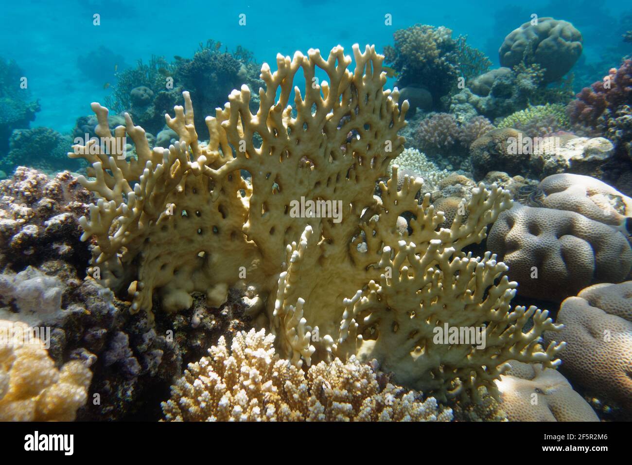 Net fire coral (Millepora dichotoma) in Red Sea Stock Photo - Alamy