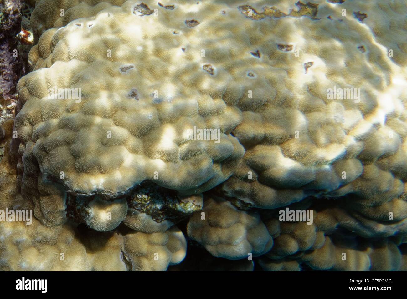 Porites sp hi-res stock photography and images - Alamy