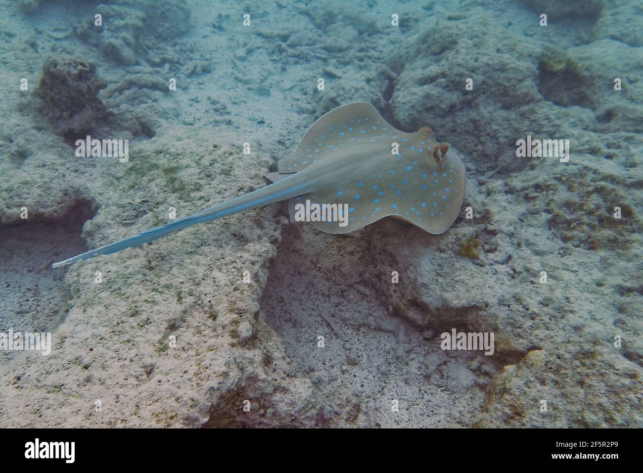 Blue-spotted stingray (Neotrygon kuhlii) in Red Sea Stock Photo - Alamy