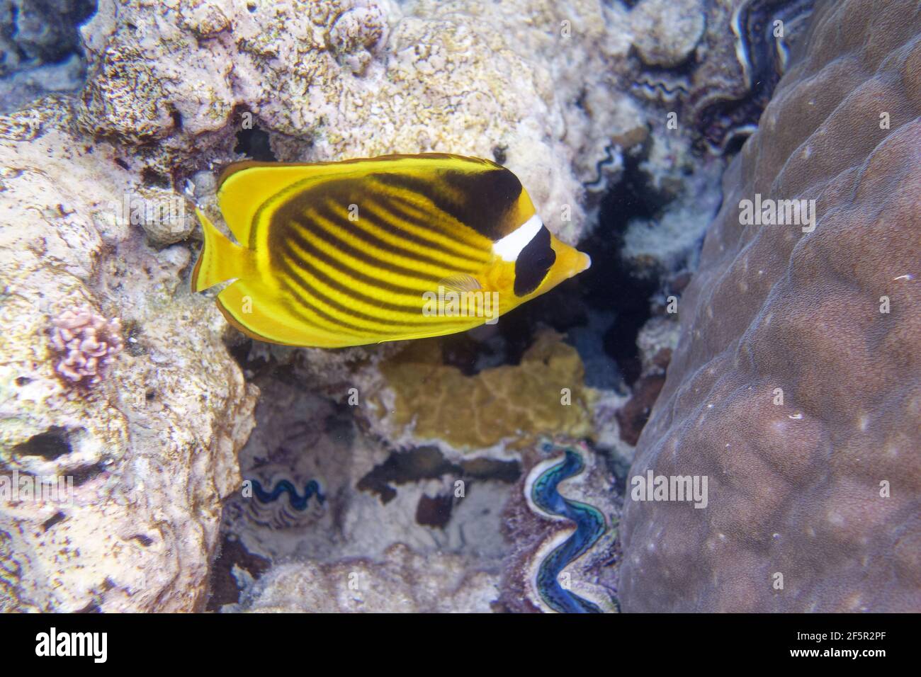 Diagonal butterflyfish (Chaetodon fasciatus) in Red Sea Stock Photo - Alamy