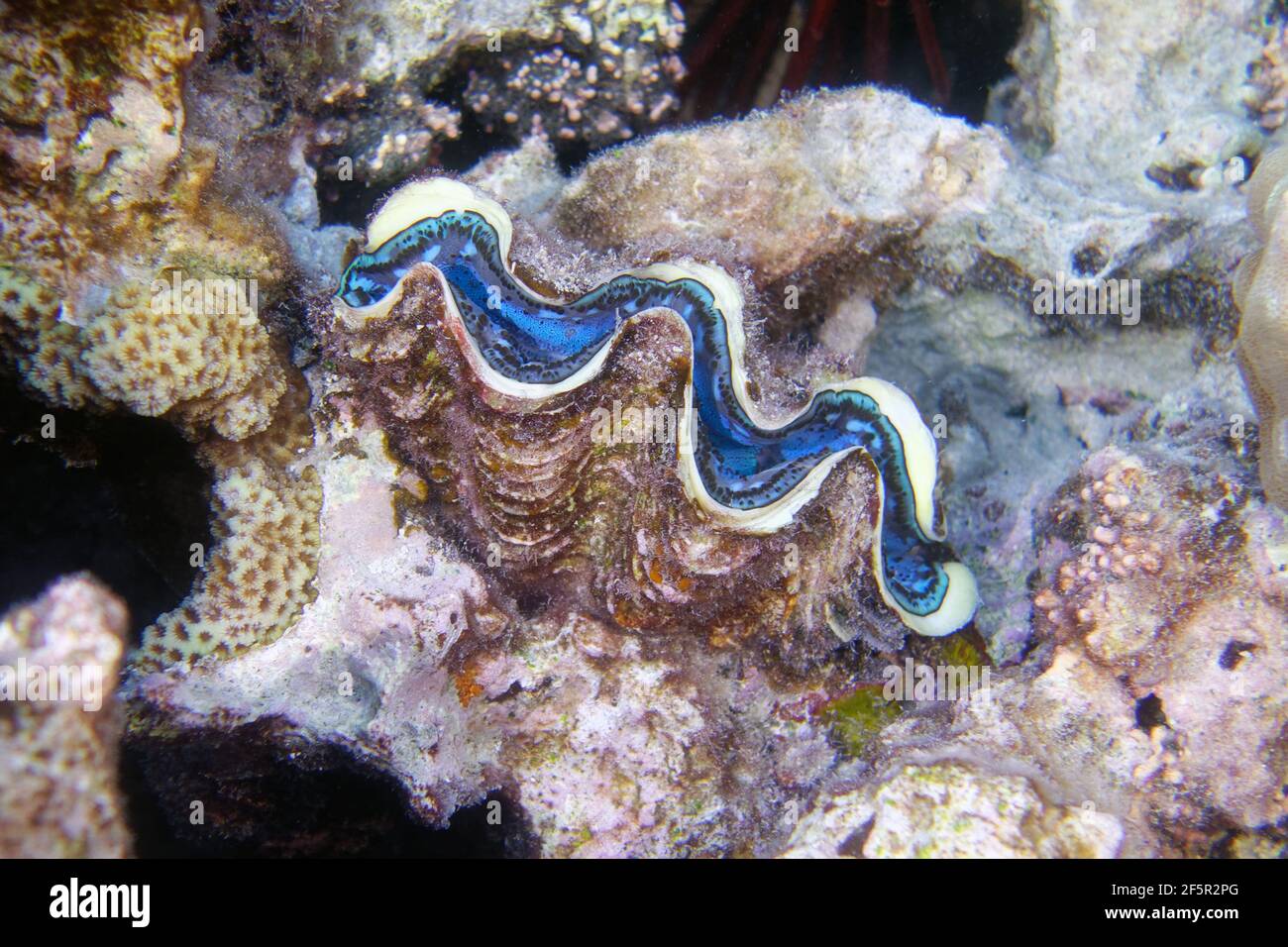 Tridacna maxima red sea hi-res stock photography and images - Alamy