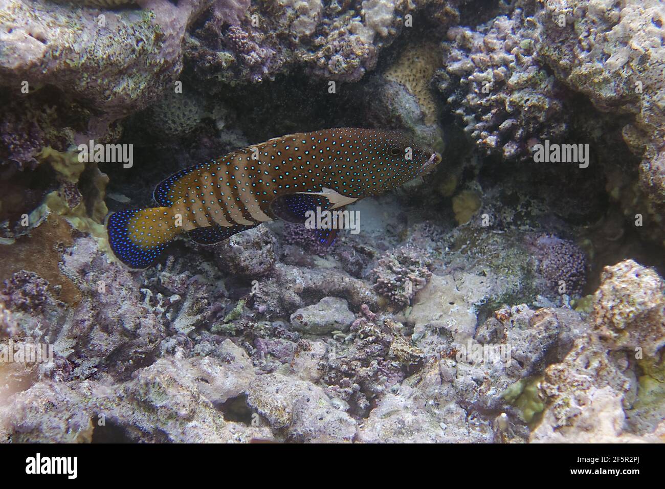 Peacock grouper (Cephalopholis argus) in Red Sea Stock Photo - Alamy