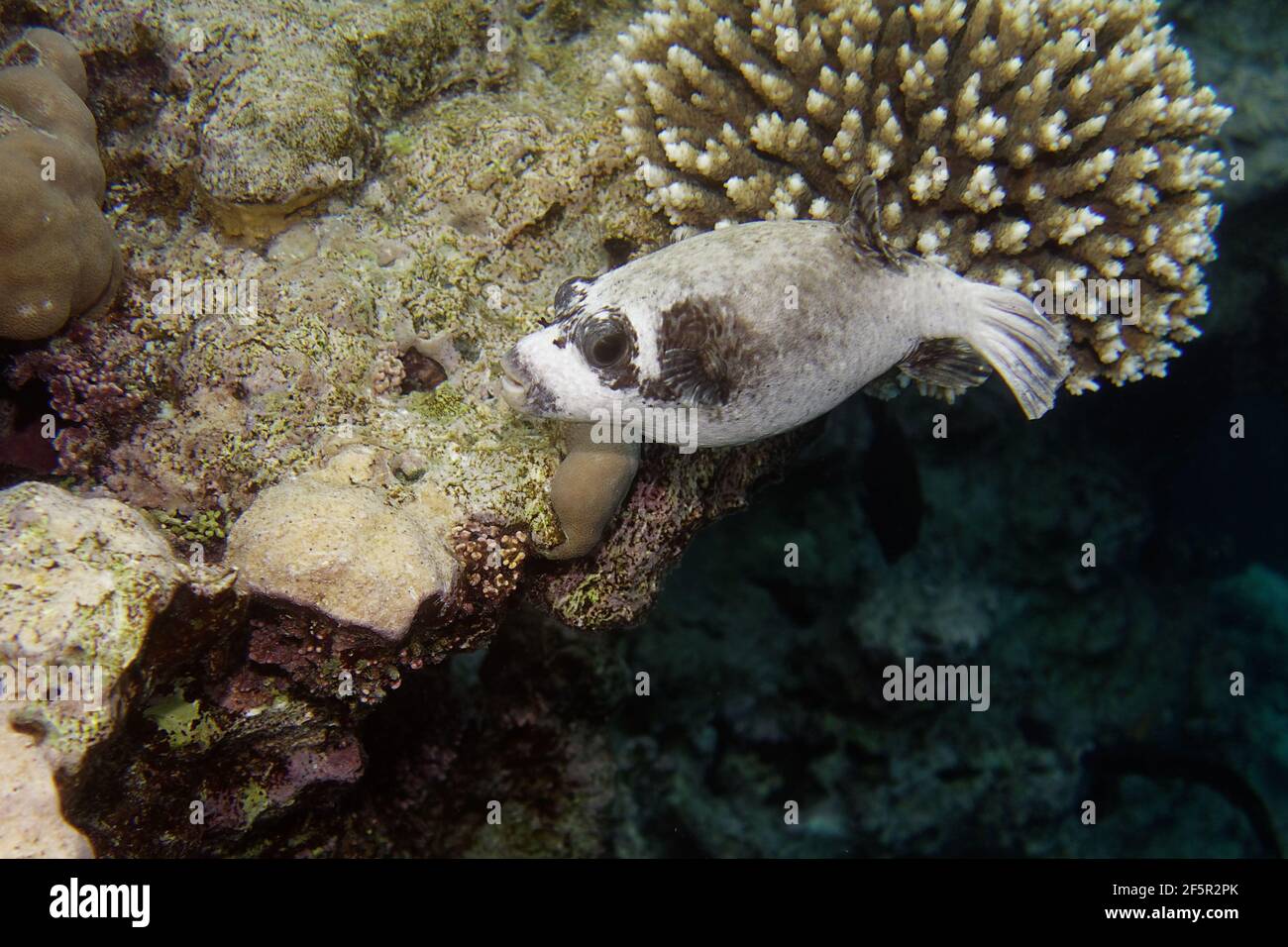 Masked puffer (Arothron diadematus) in Red Sea Stock Photo - Alamy