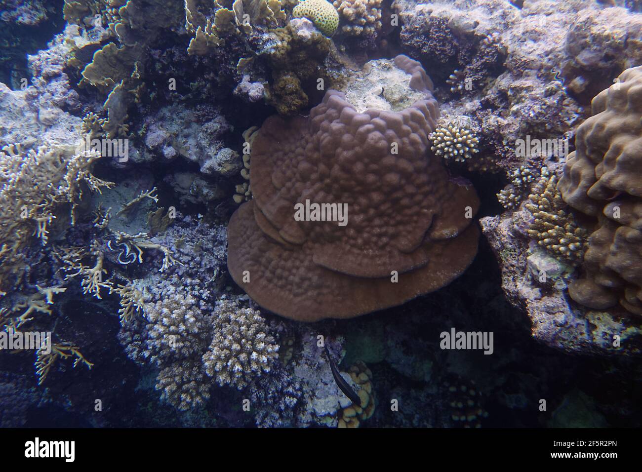 Porites sp hi-res stock photography and images - Alamy
