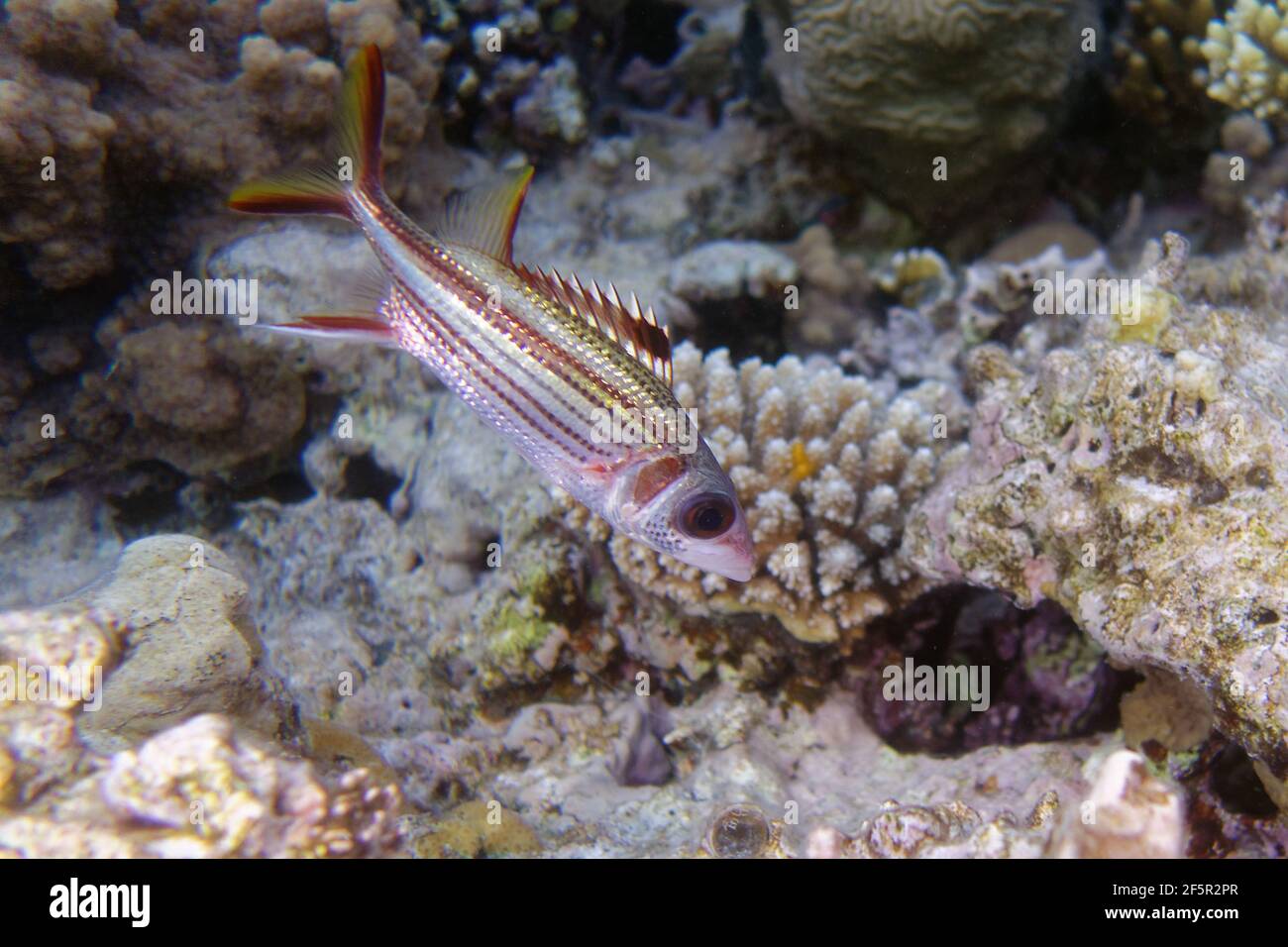 Armed squirrel-fish (Neoniphon sammara) in Red Sea Stock Photo - Alamy