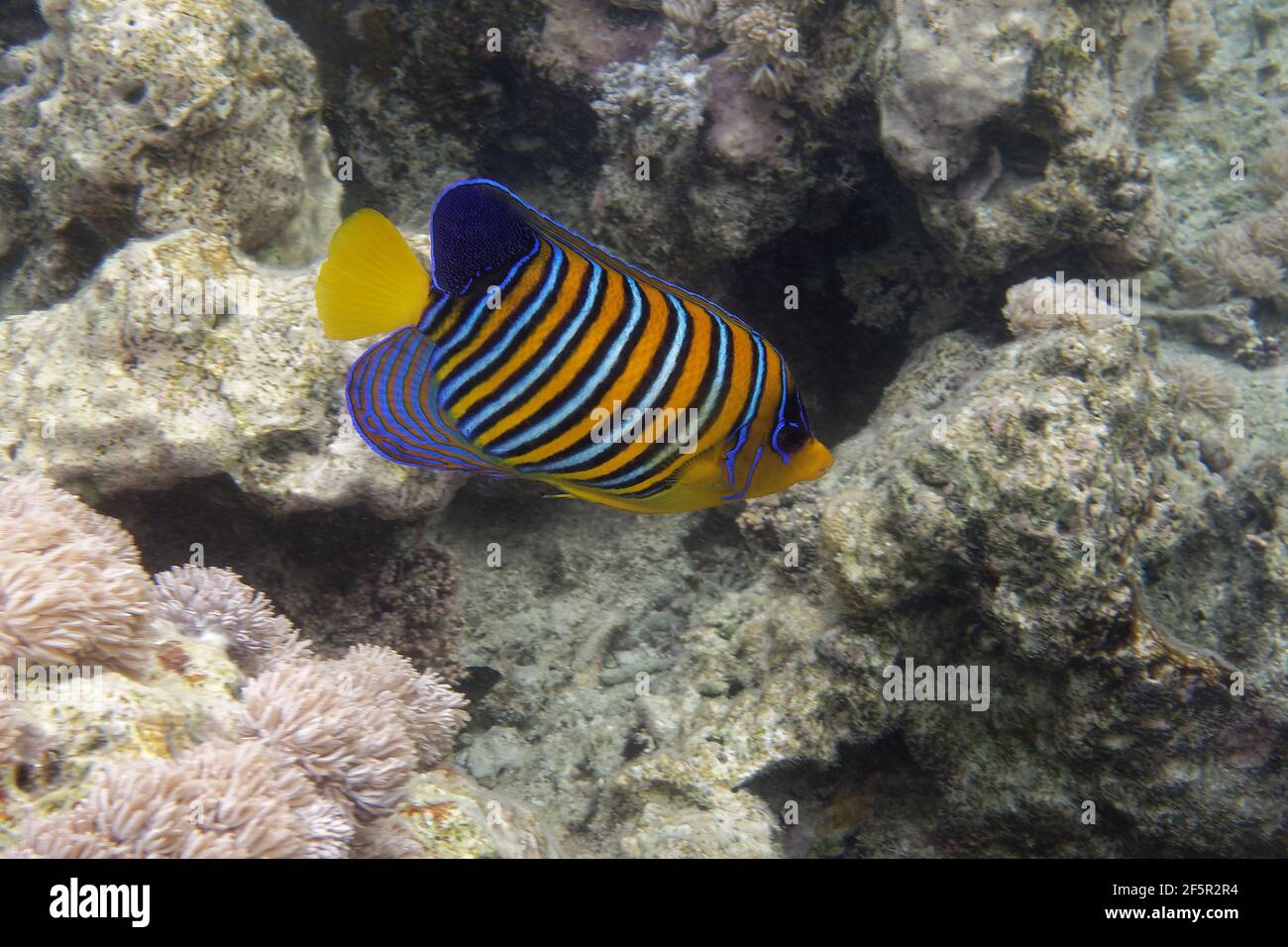 Royal angelfish (Pygoplites diacanthus) in Red Sea Stock Photo - Alamy