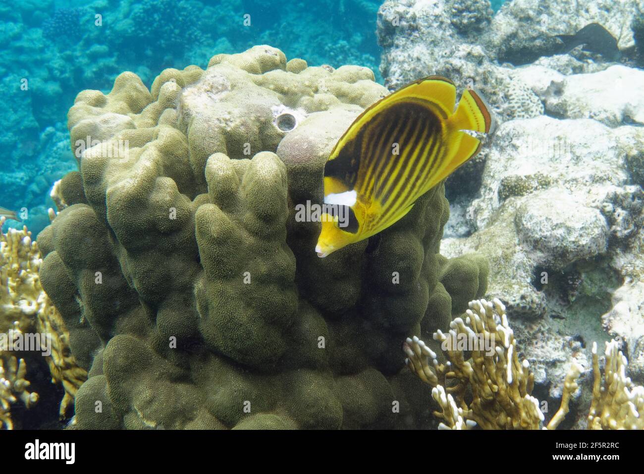 Diagonal butterflyfish (Chaetodon fasciatus) in Red Sea Stock Photo - Alamy