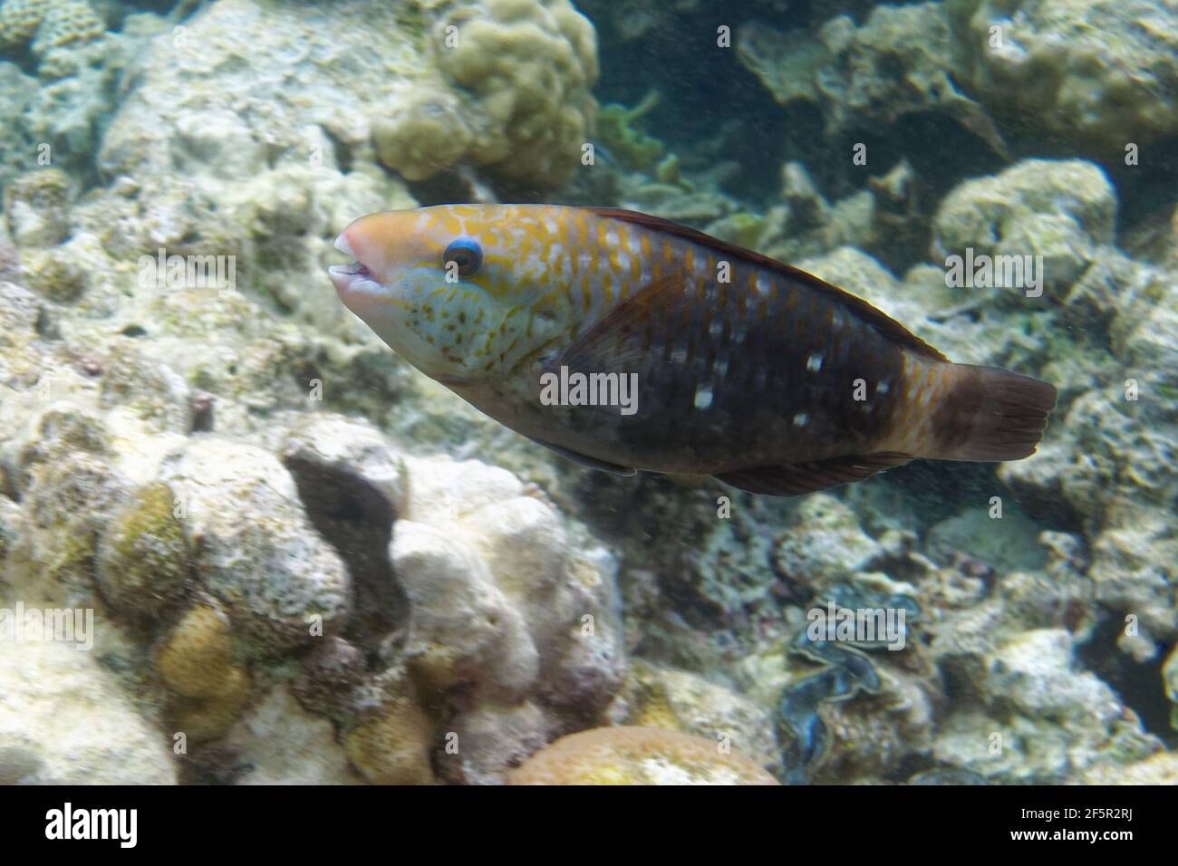 Female Daisy parrotfish or Bullethead parrotfish (Chlorurus sordidus ...
