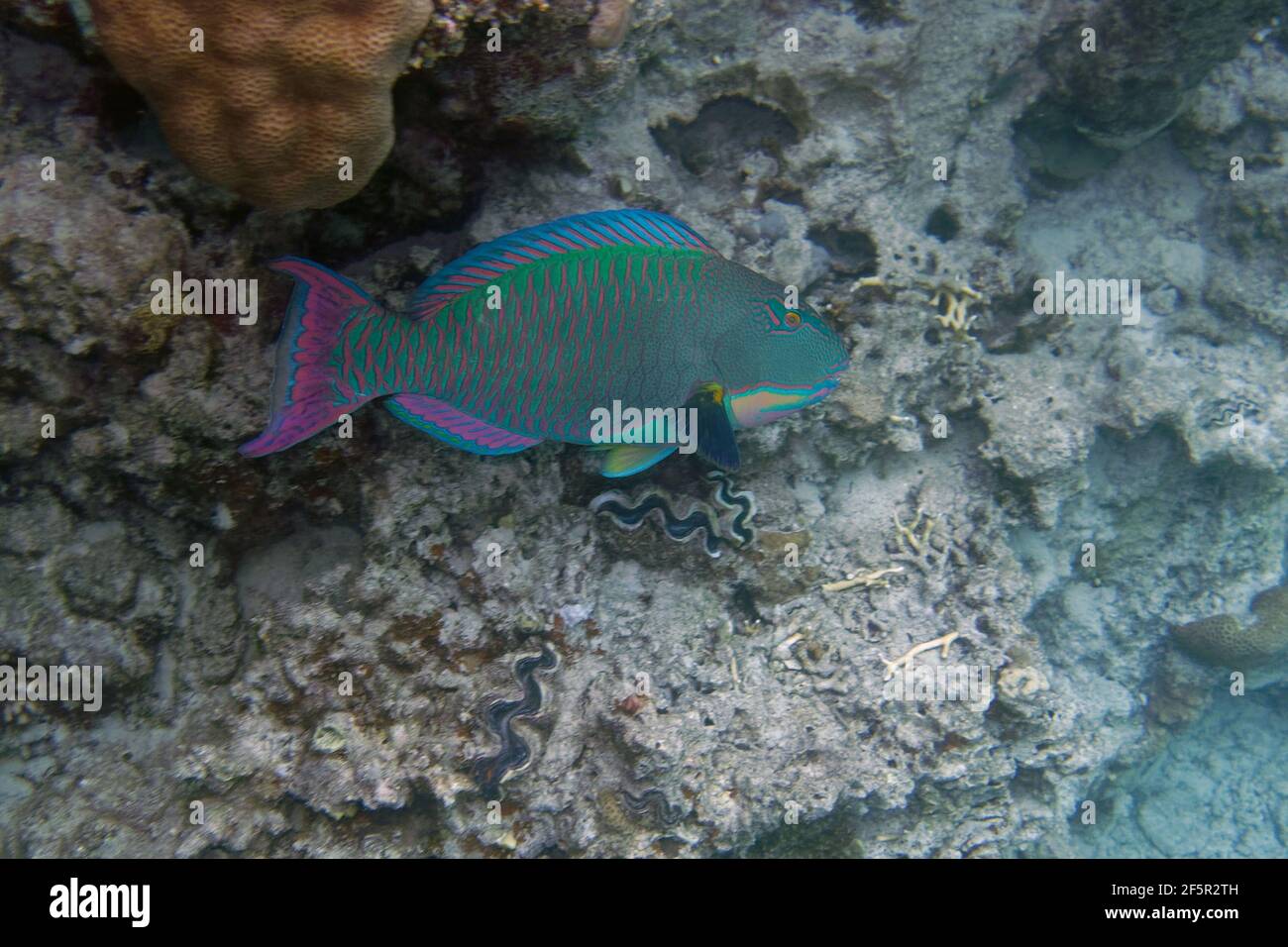 Bicolour parrotfish or Bumphead parrotfish (Cetoscarus bicolor) in Red ...