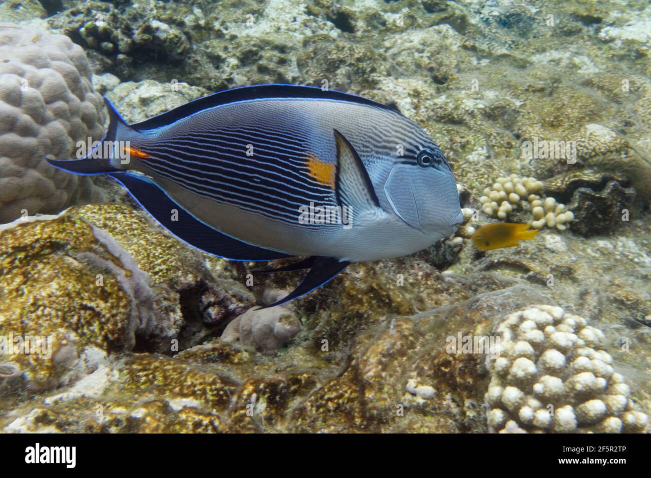 Sohal surgeonfish (Acanthurus sohal) in Red Sea Stock Photo - Alamy
