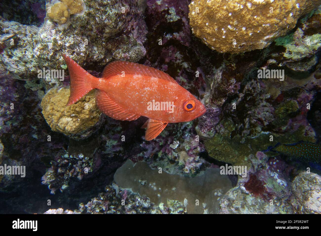 Moontail bullseye (Priacanthus hamrur) in Red Sea Stock Photo - Alamy