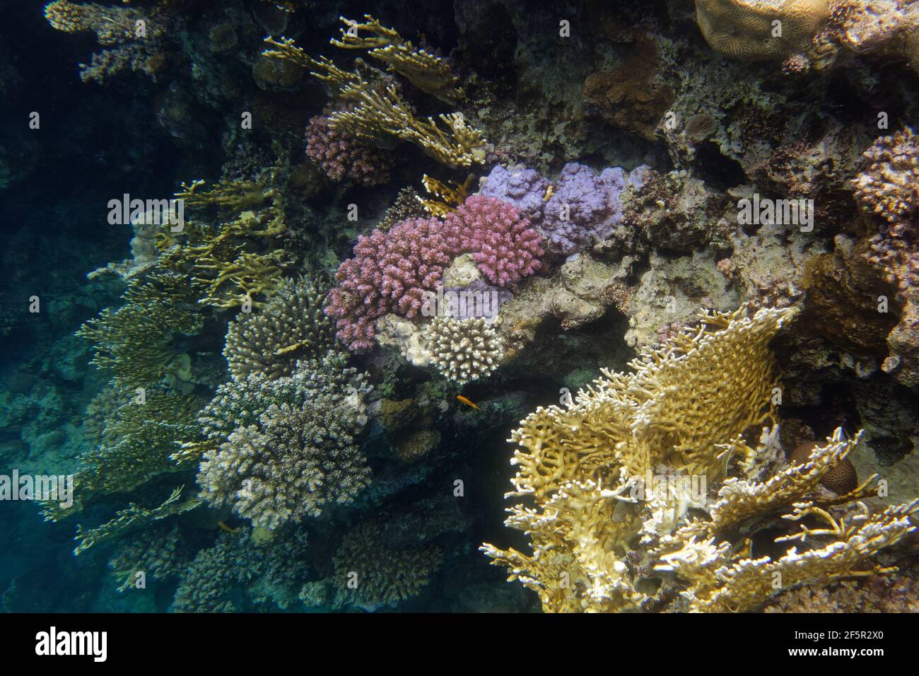 Corals red sea hi-res stock photography and images - Alamy