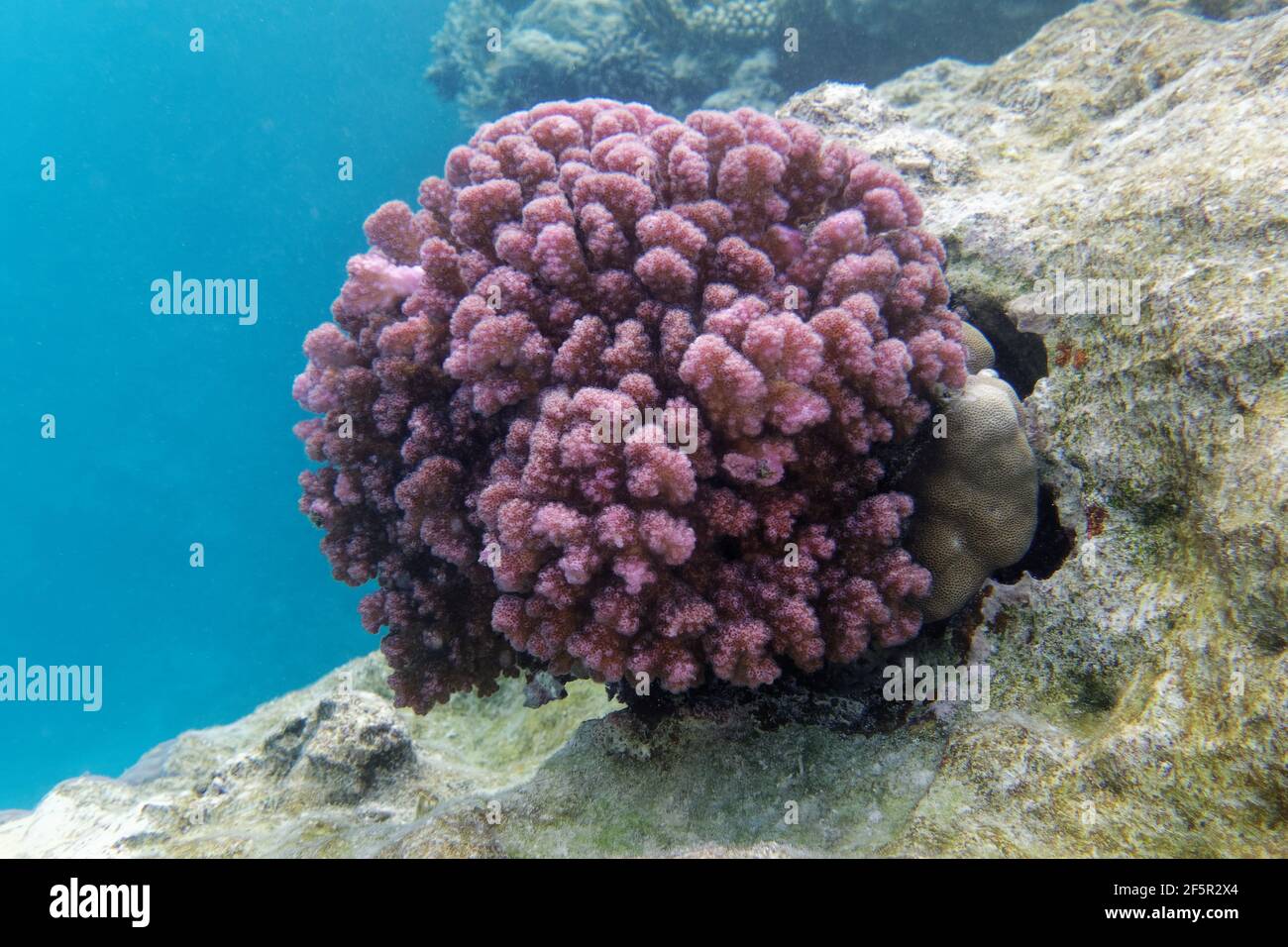 Rasp coral (Pocillopora verrucosa) in Red Sea Stock Photo - Alamy