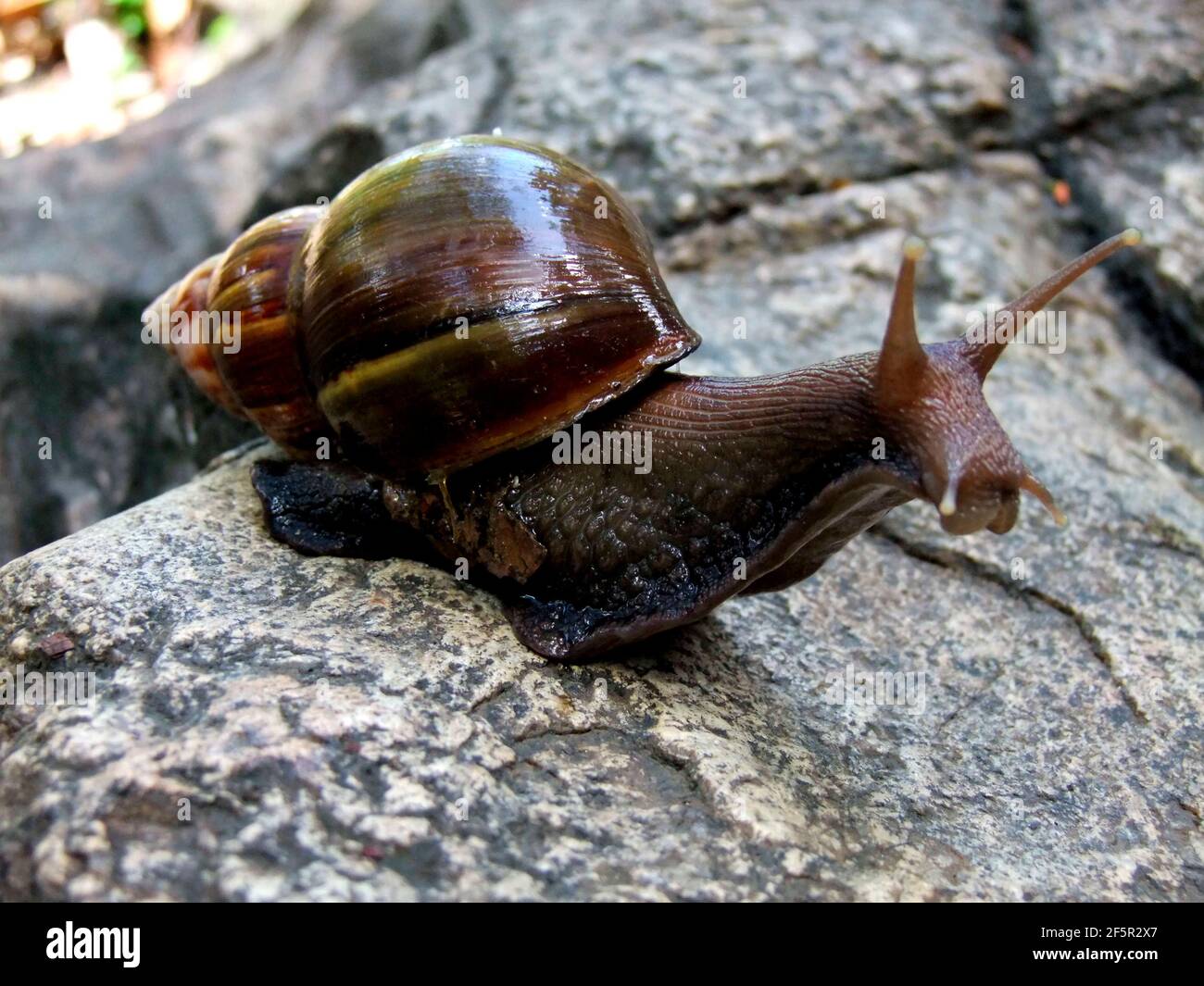 African Giant Snail High Resolution Stock Photography and Images - Alamy