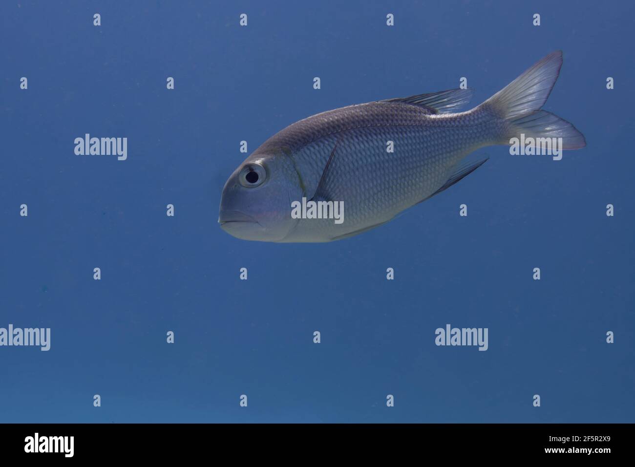 Bigeye barenose, Humpnose big-eye bream or Roundtoothed large-eyed ...