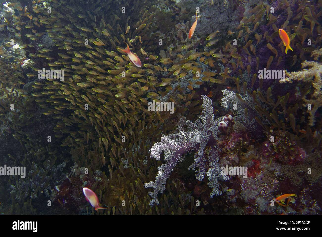 School of Golden sweepers (Parapriacanthus ransonneti) in Red Sea Stock ...