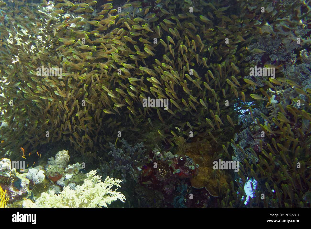 School of Golden sweepers (Parapriacanthus ransonneti) in Red Sea Stock ...