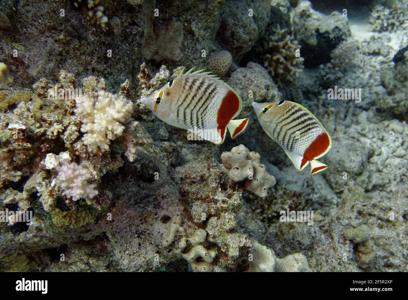 Eritrean butterflyfish (Chaetodon paucifasciatus) in Red Sea Stock ...