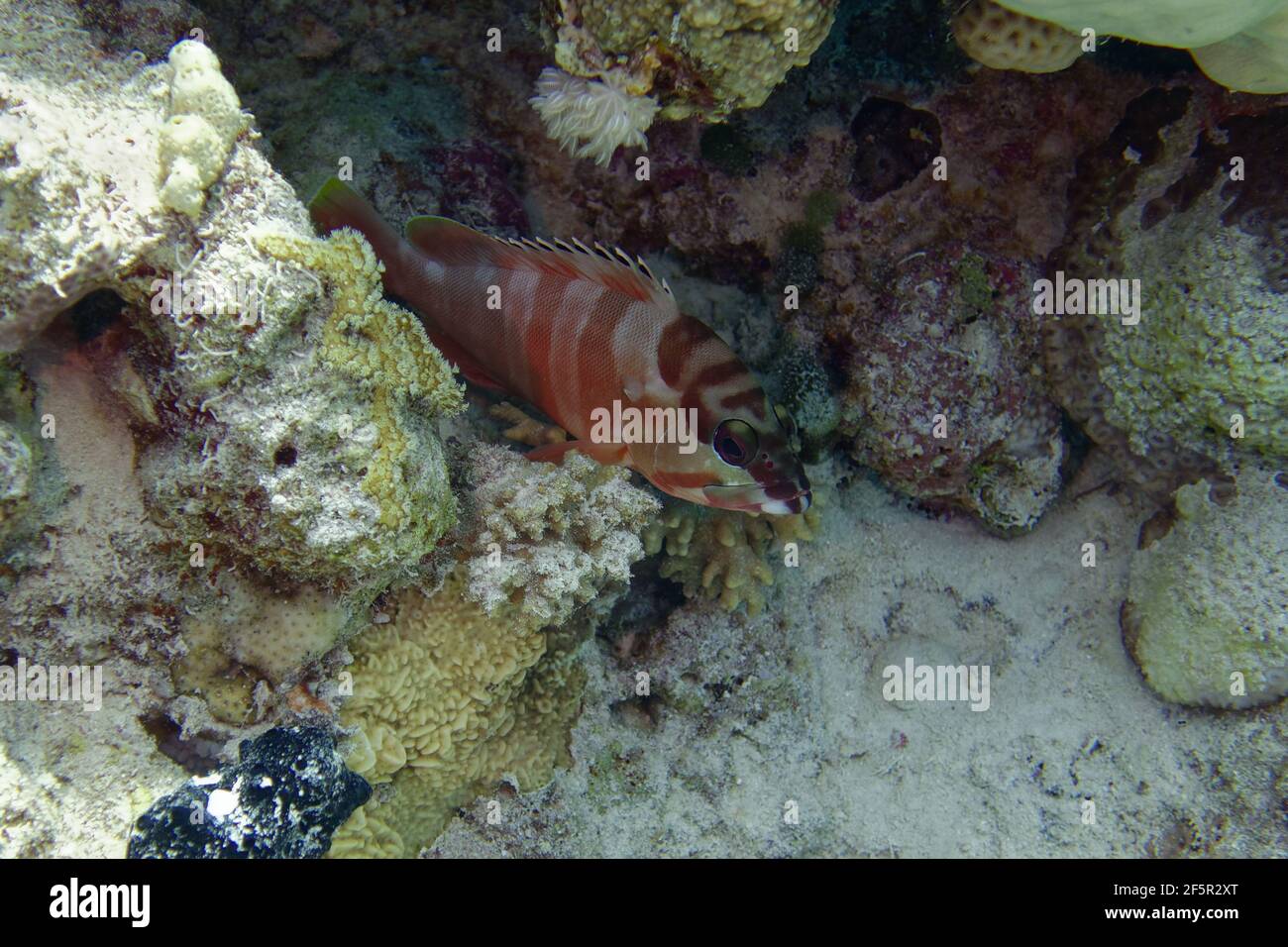 Blacktip grouper or Redbanded grouper (Epinephelus fasciatus) in Red ...