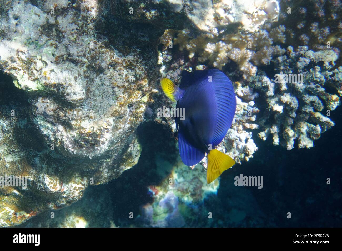 Zebrasoma yellowtail hi-res stock photography and images - Alamy