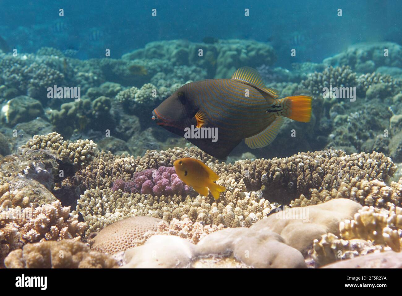 Orange-lined triggerfish (Balistapus undulatus) in Red Sea Stock Photo ...