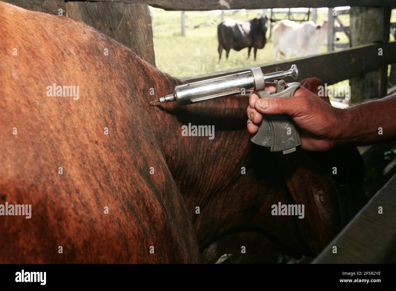 Vet injection cattle hi-res stock photography and images - Alamy