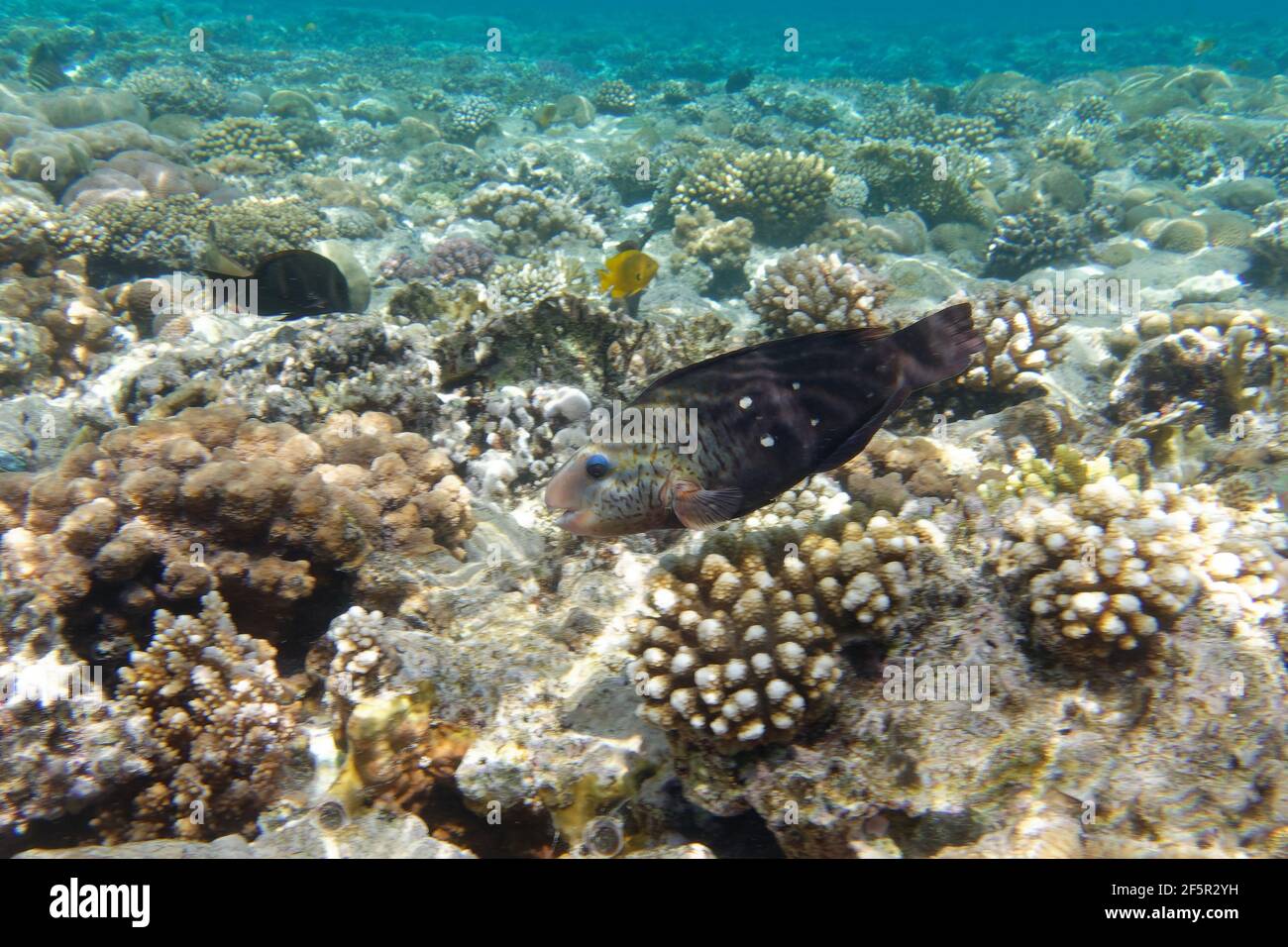 Female Daisy parrotfish or Bullethead parrotfish (Chlorurus sordidus ...