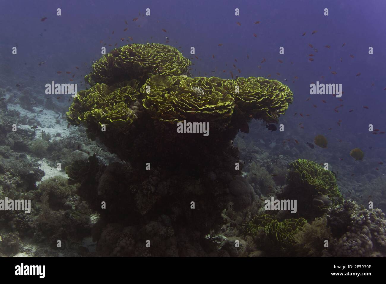 Disk coral (Turbinaria mensenterina) in Red Sea Stock Photo - Alamy