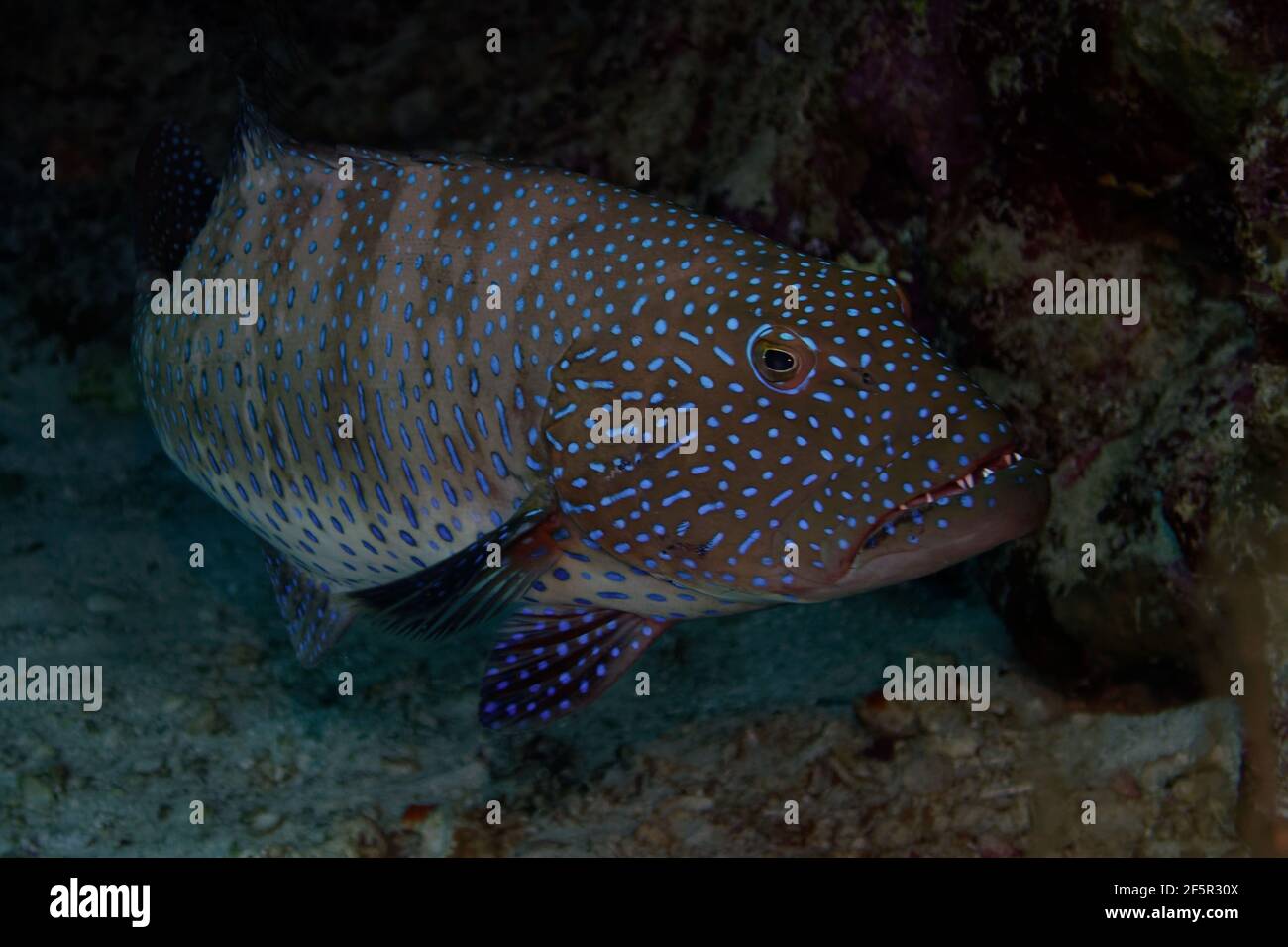 Roving coral grouper (Plectropomus pessuliferus marisburi) in Red Sea ...